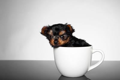 Judie Amyot: Hold the crumpets — Dog breeds that could fit into an ...