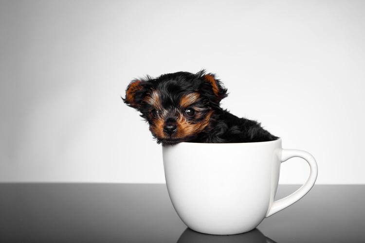 Judie Amyot: Hold the crumpets — Dog breeds that could fit into an ...