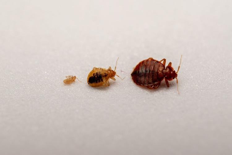 Dr. Mitch Shulman: Bed bugs and head lice — What you need to know | Dr ...