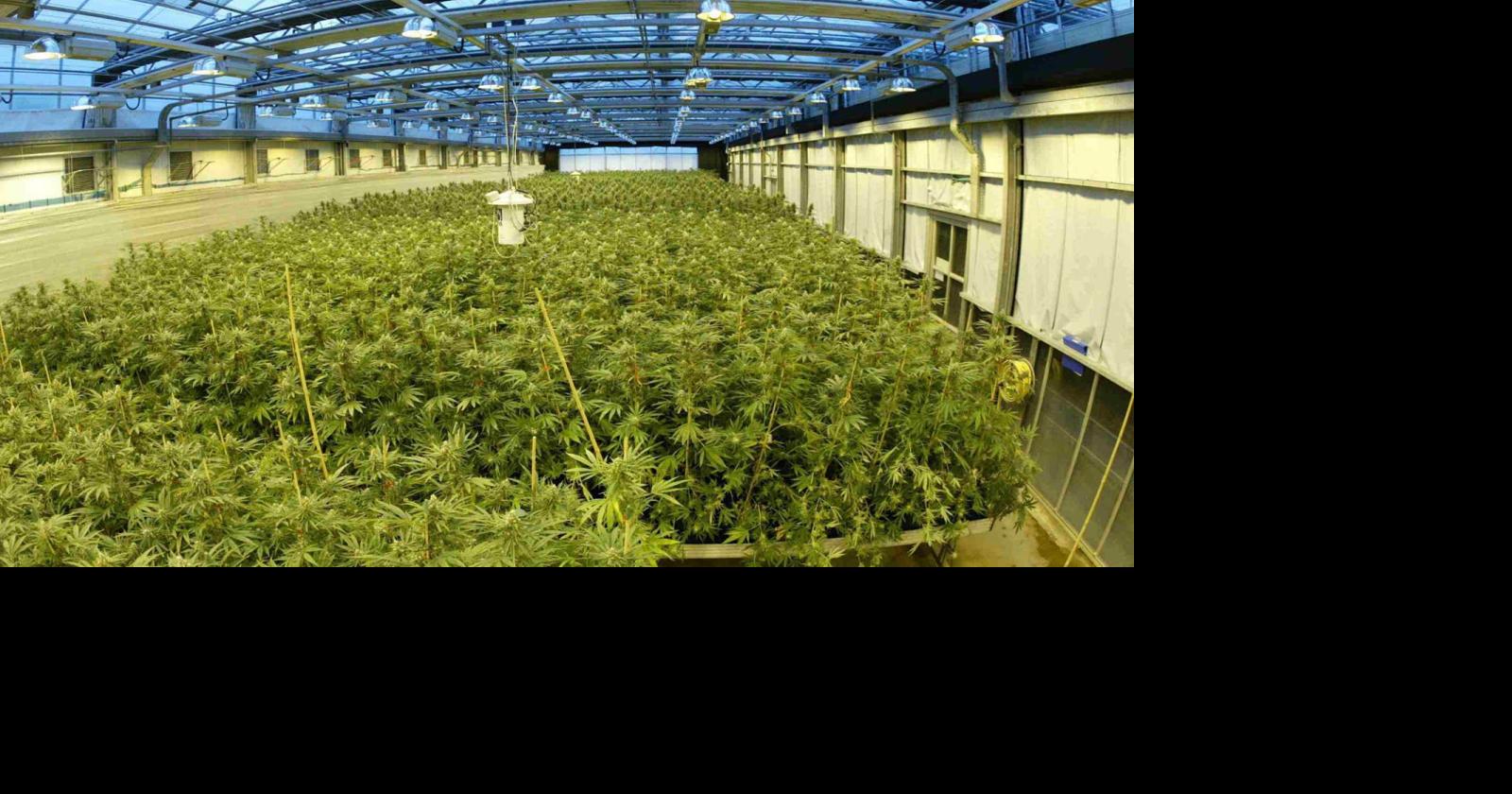 Hydro prunes rates for pot growers | News | thesuburban.com