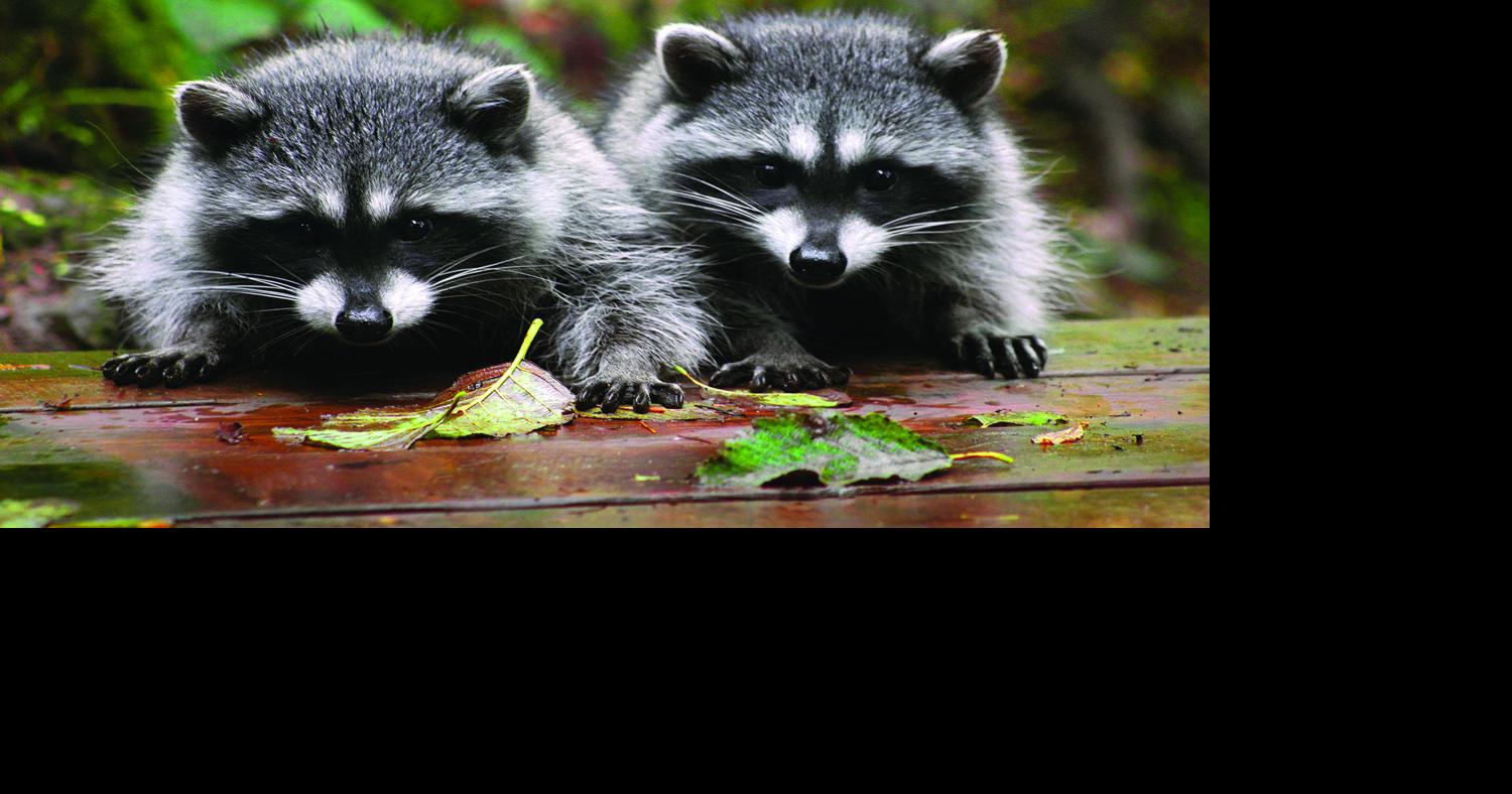 How to keep unwanted creatures from your yard | Home & Garden ...