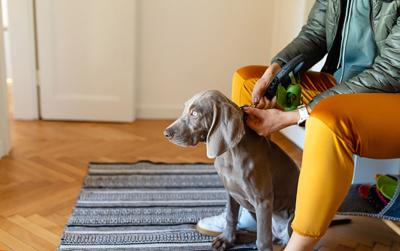 Aversive collars removed from Quebec pet store chain for the well-being ...