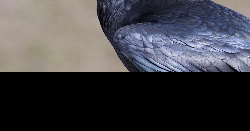 Ecomuseum Raven stolen | Covid 19 | thesuburban.com