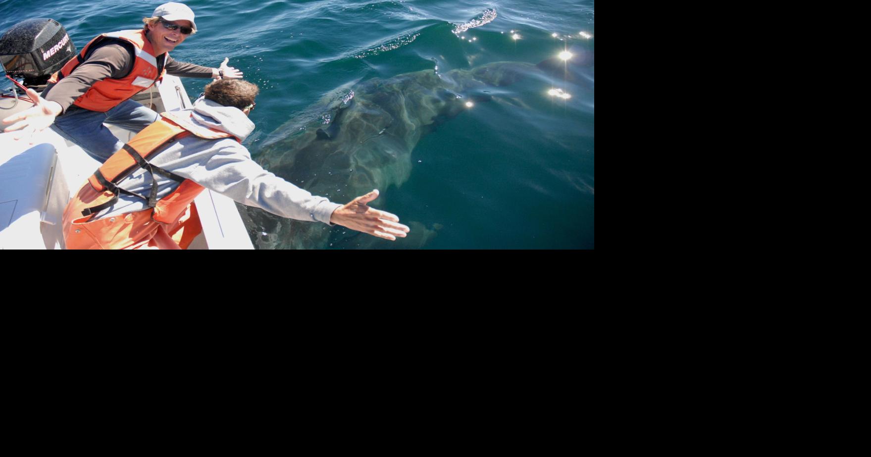 JAC Alumnus awarded Fullbright Fellowship for Shark study | West Island ...