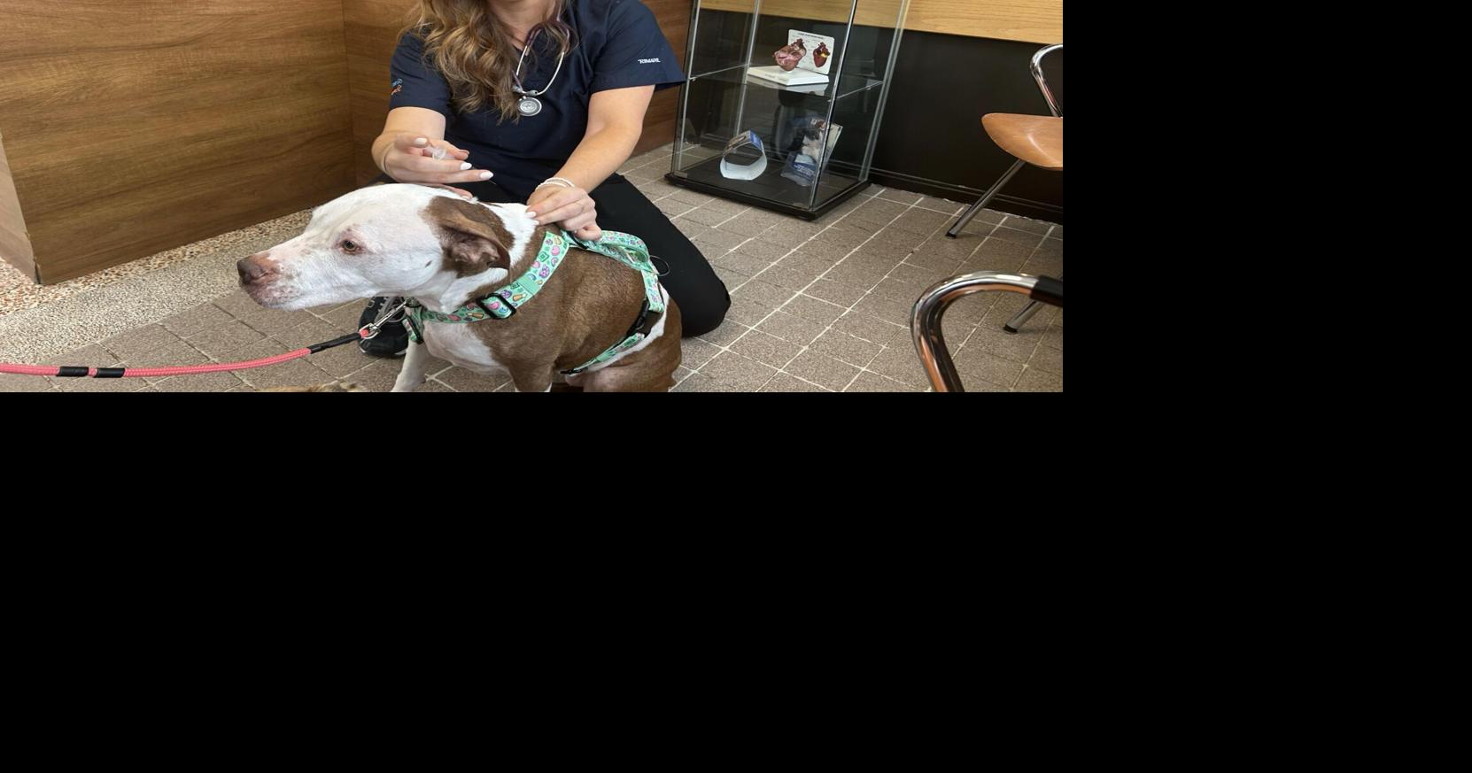 Is your pooch a mooch? Cat draining the kitty? | Fyi | thesuburban.com