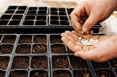 Seed library setting up in Pierrefonds-Roxboro | Community ...