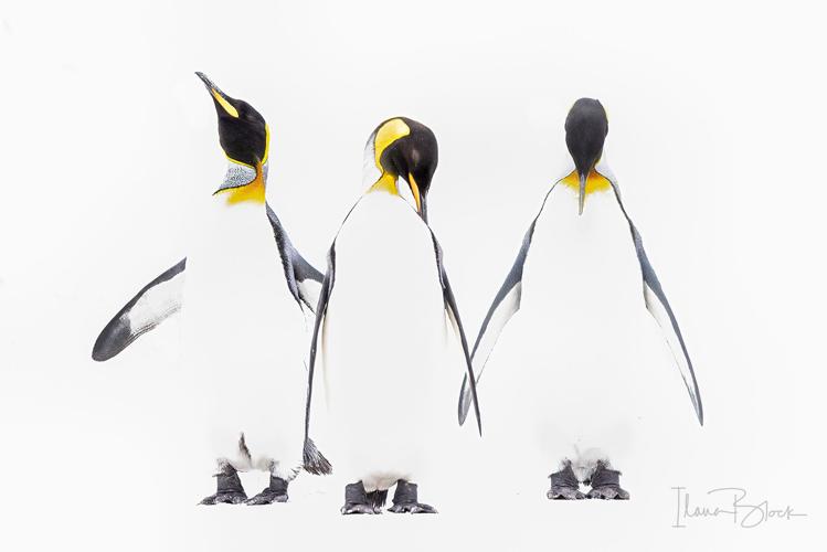 Wildlife photographer, animal lover and naturopath: Ilana Block set for ...