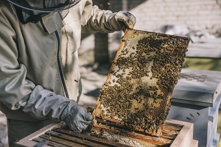 Abundance of urban honeybees adversely impacts wild bee populations ...