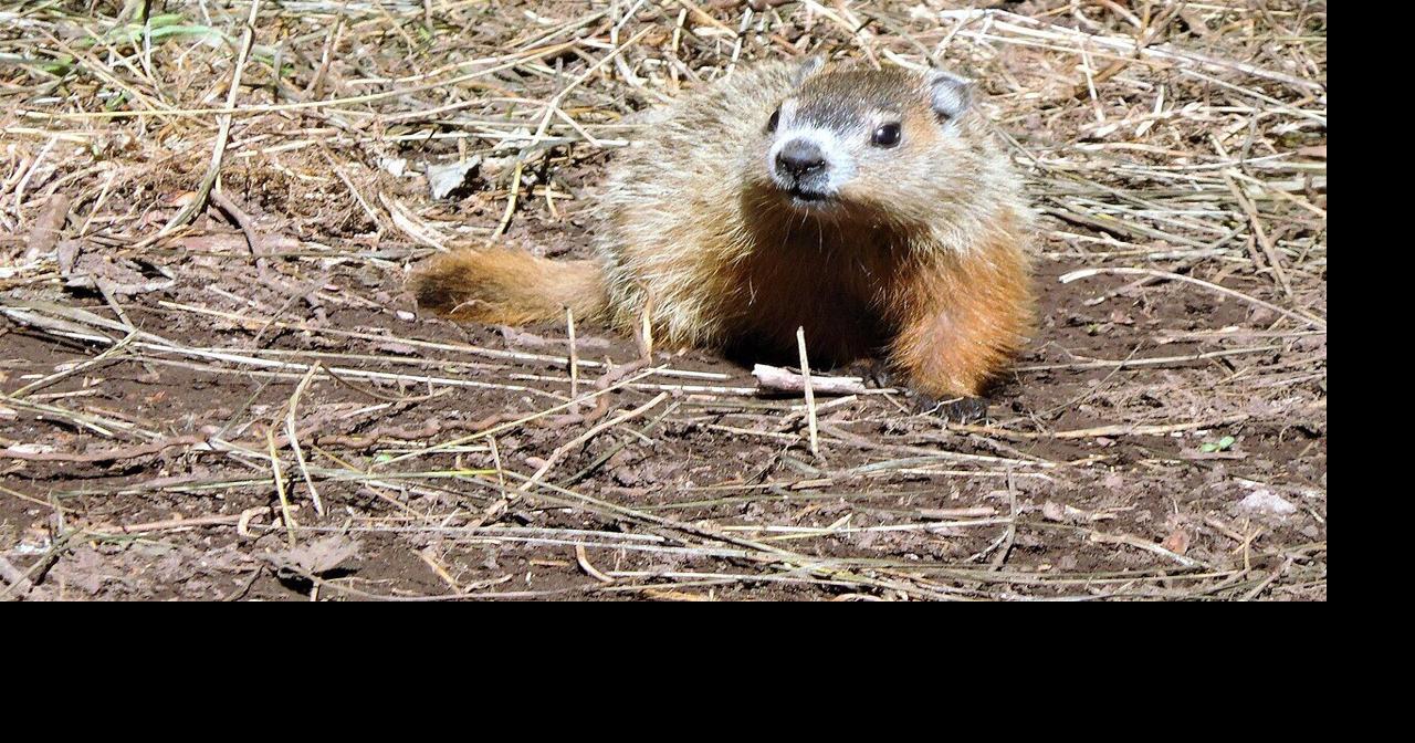 Fred the Groundhog makes his prediction... | News | thesuburban.com