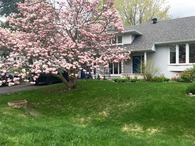 Elaine Sanders: Consider these key points before planting a tree around ...