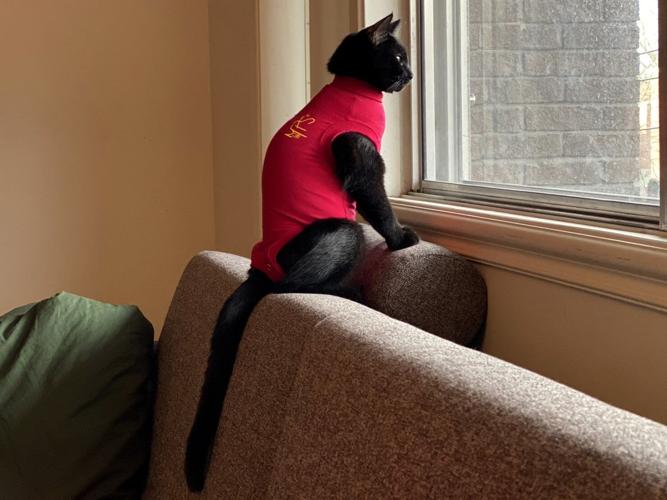 Is your pooch a mooch? Cat draining the kitty? | Fyi | thesuburban.com