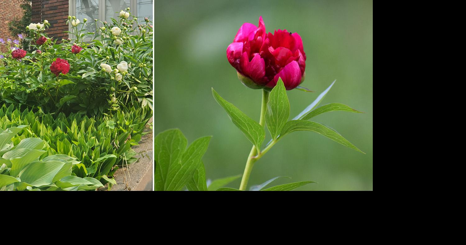 Jeremy Wexler: Bang, bang peonies! | Home & Garden | thesuburban.com