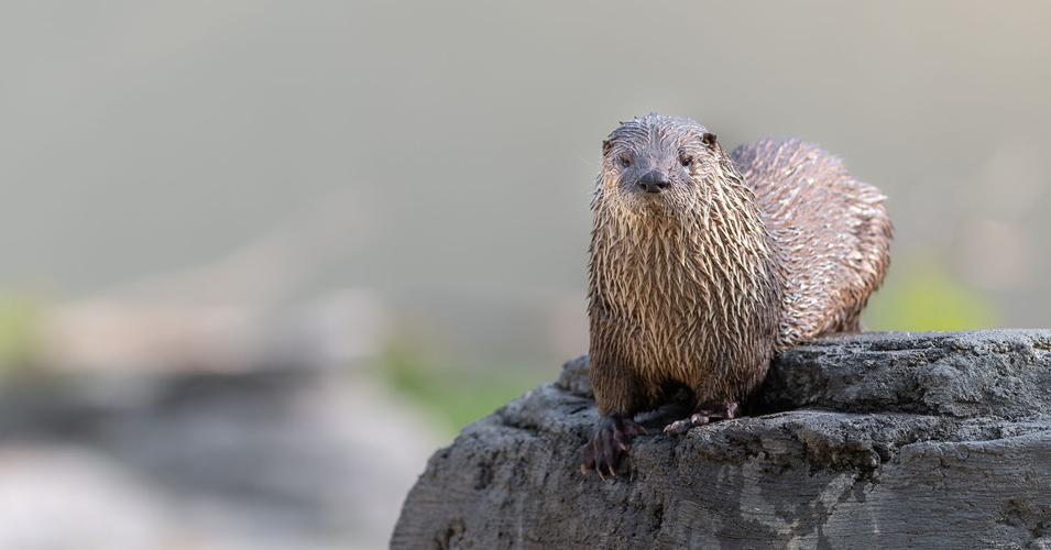 Fun, interactive themed days all summer long at the Ecomuseum Zoo ...