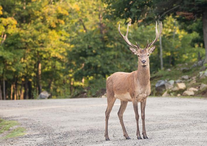 Parc Omega: Where animals invite visitors into their habitats ...