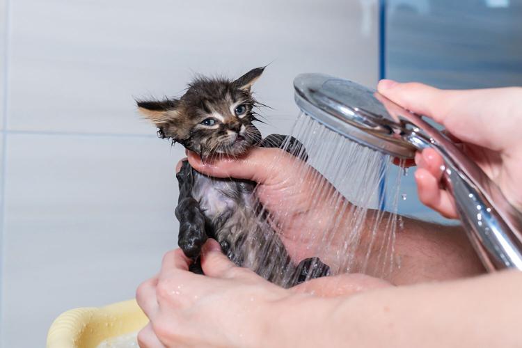 Judie Amyot: Grooming the fluff | Judie Amyot Lifes Like That ...
