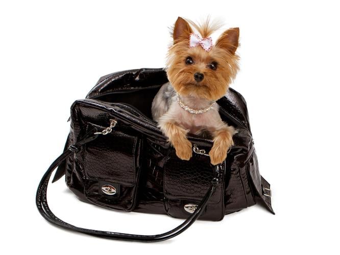Judie Amyot: Hold the crumpets — Dog breeds that could fit into an ...