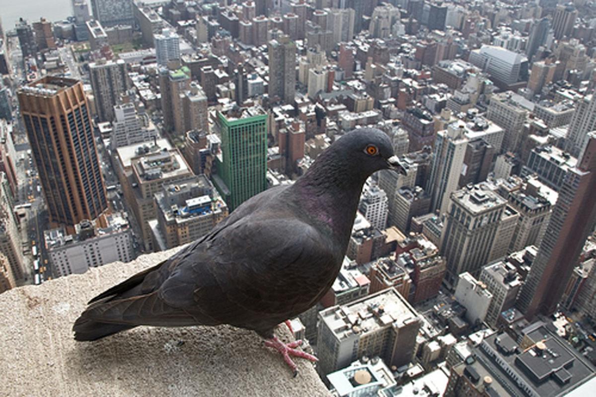 City birds are smarter than country birds | Education | thesuburban.com