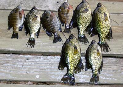 Fried crappie, a taste of spring | Sports | thesuntimes.com