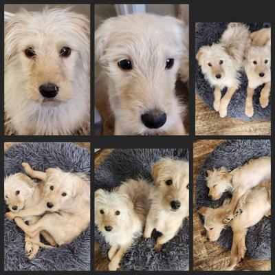 Adoptable Pets of the Week | News | thesuntimes.com