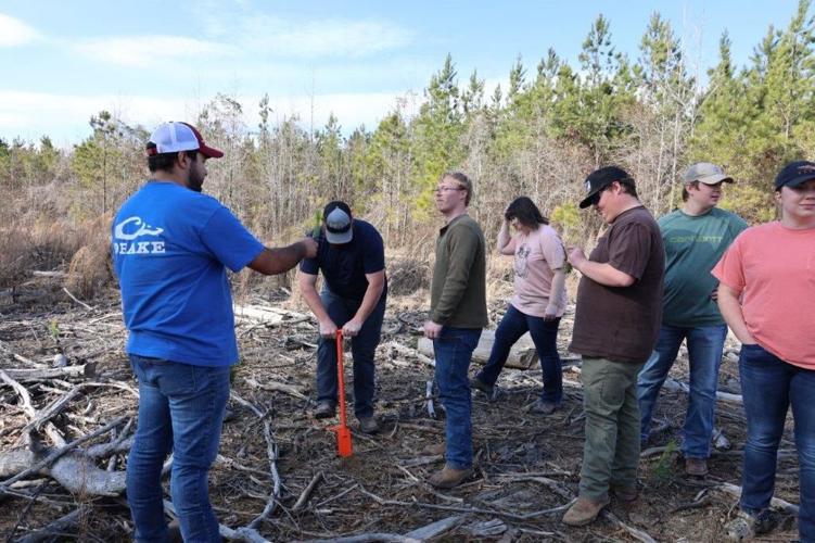 Sustaining Forest Starts with Planting Trees | News | thesuntimes.com