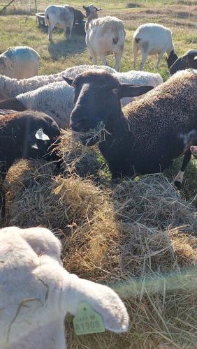 Diverse mix of sheep, goat farmers attend field day | | thesuntimes.com