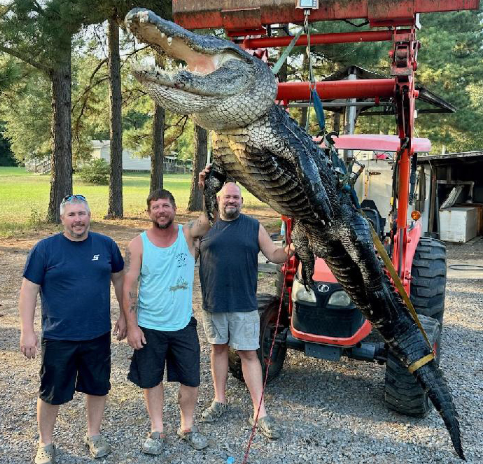 New options highlight 2024 Arkansas alligator hunt application period ...