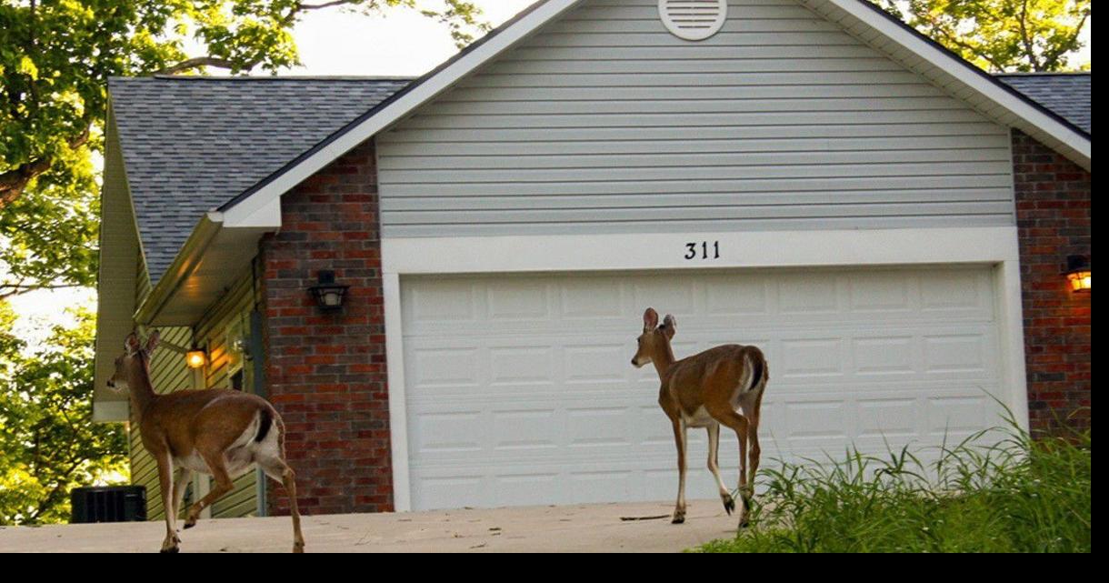 Nine urban deer hunts offered this fall | Sports | thesuntimes.com