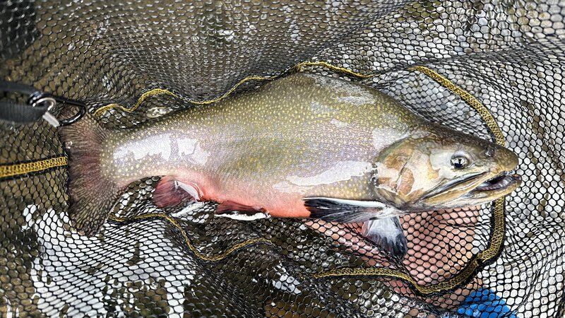 Memorable catch rivals record-book brookie | News | thesuntimes.com