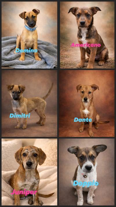 Adoptable pet of the week | News | thesuntimes.com