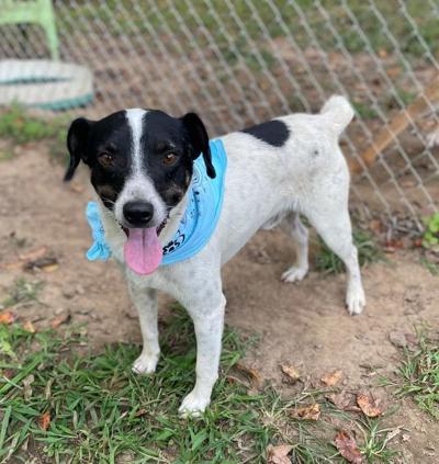 Adoptable Pet of the Week | News | thesuntimes.com