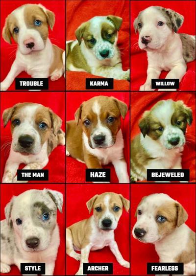 Adoptable Pets of the Week | News | thesuntimes.com
