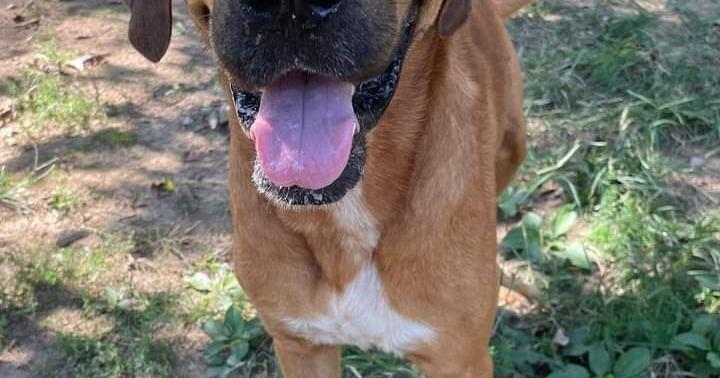 Adoptable Pet of the Week | News | thesuntimes.com