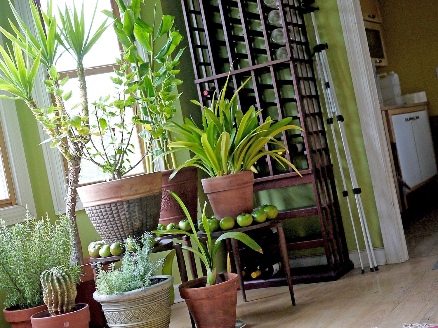January is National Houseplant Month | Farm News | thesylvaherald.com