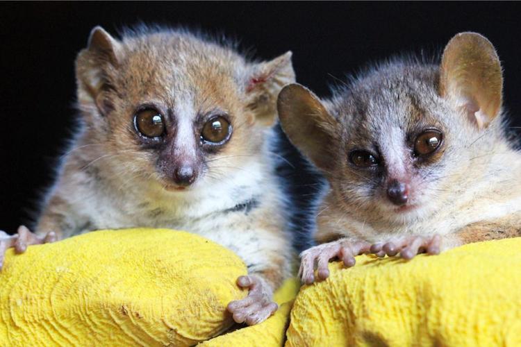 Cullowhee native helps to discover new species of mouse lemurs | Top ...