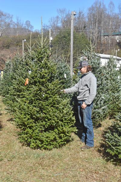Stephens trees a holiday staple for four decades | News ...
