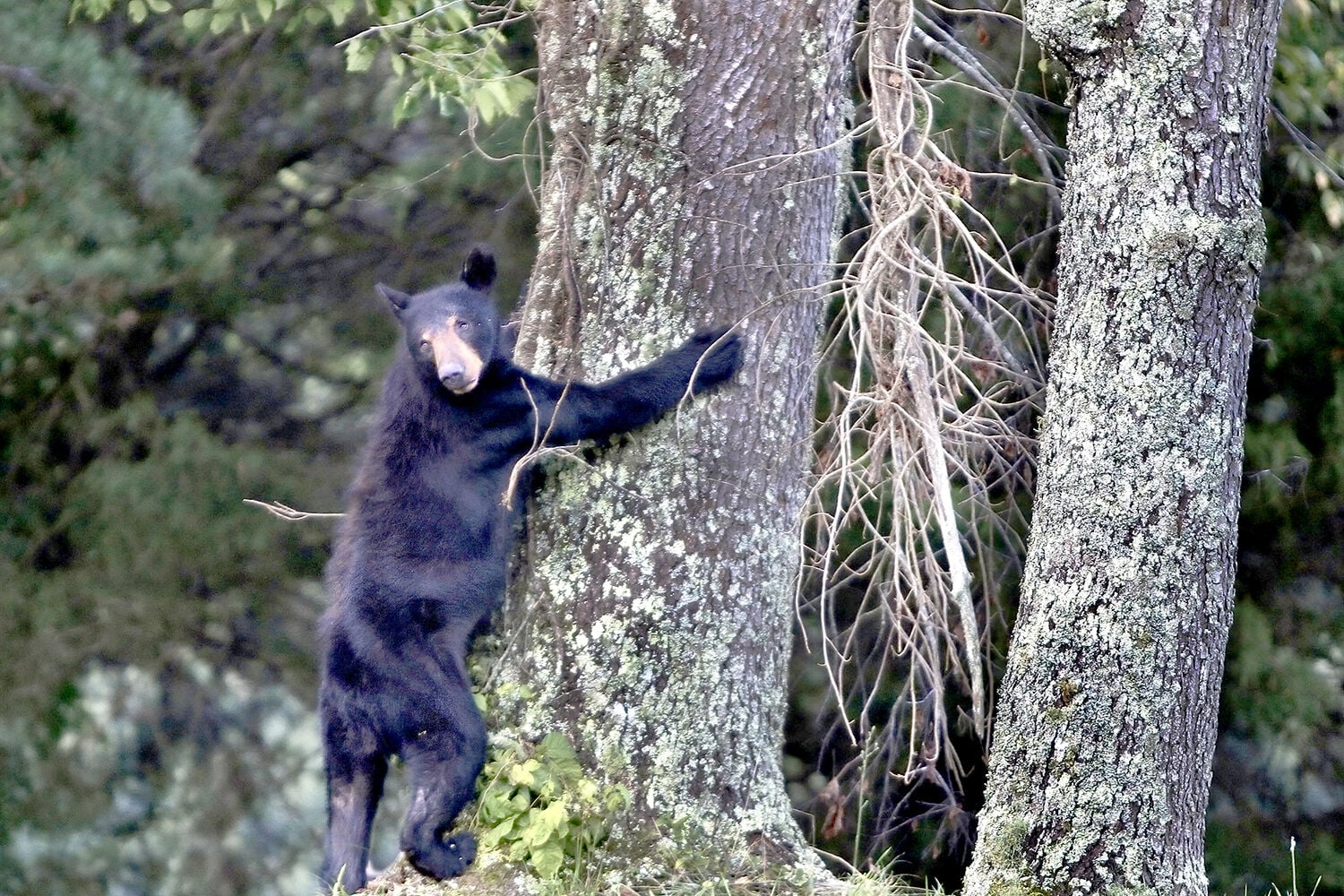 Black Bears arriving | Farm News | thesylvaherald.com