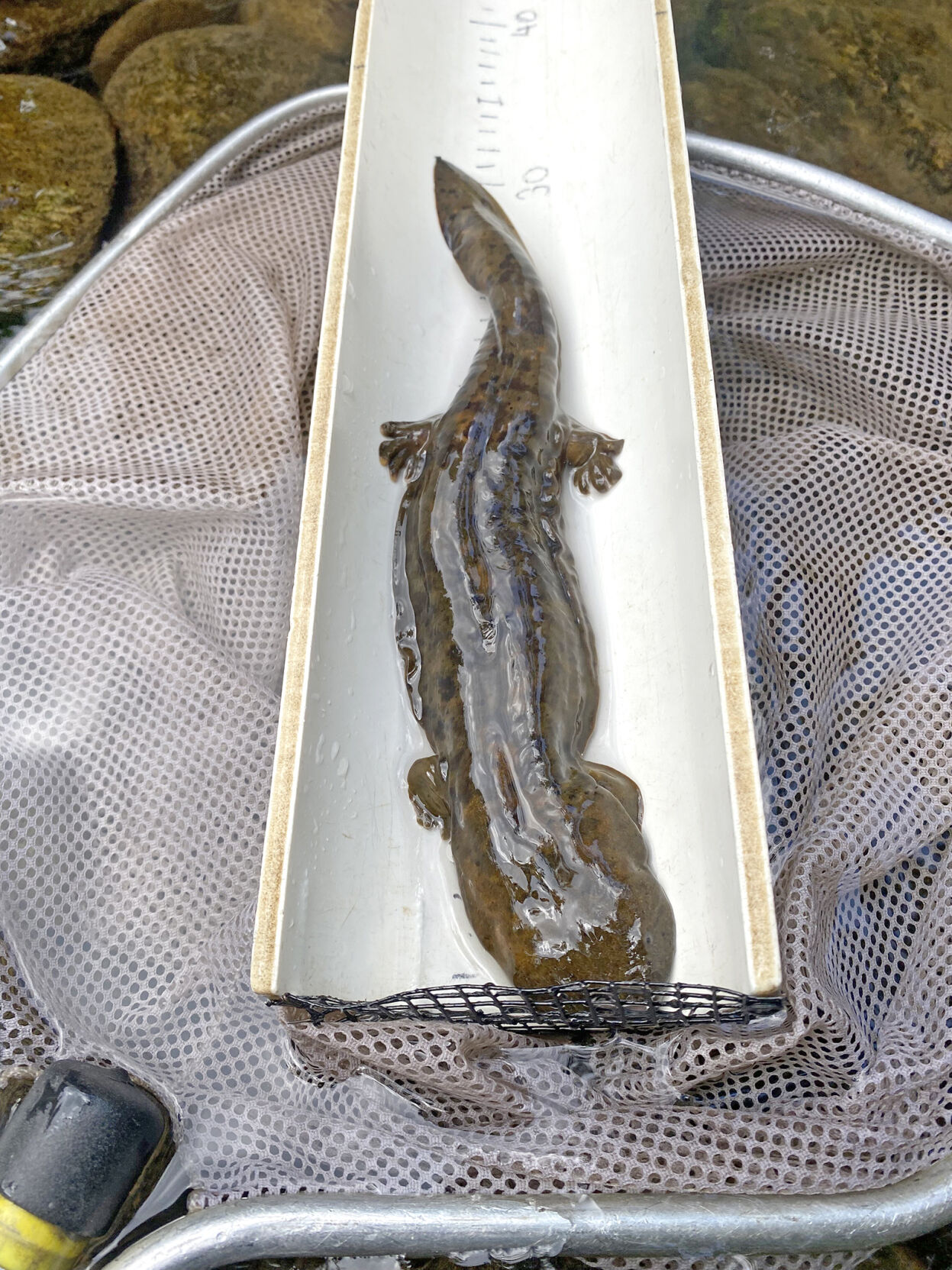 Hellbenders could get protection from the feds | News | thesylvaherald.com