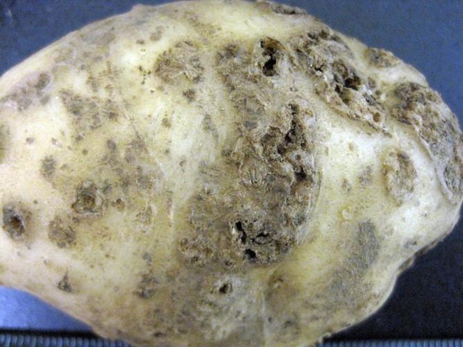 What’s wrong with my potatoes? | Cooperative Extension Corner ...