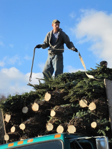 Harvesting Christmas trees | News | thesylvaherald.com