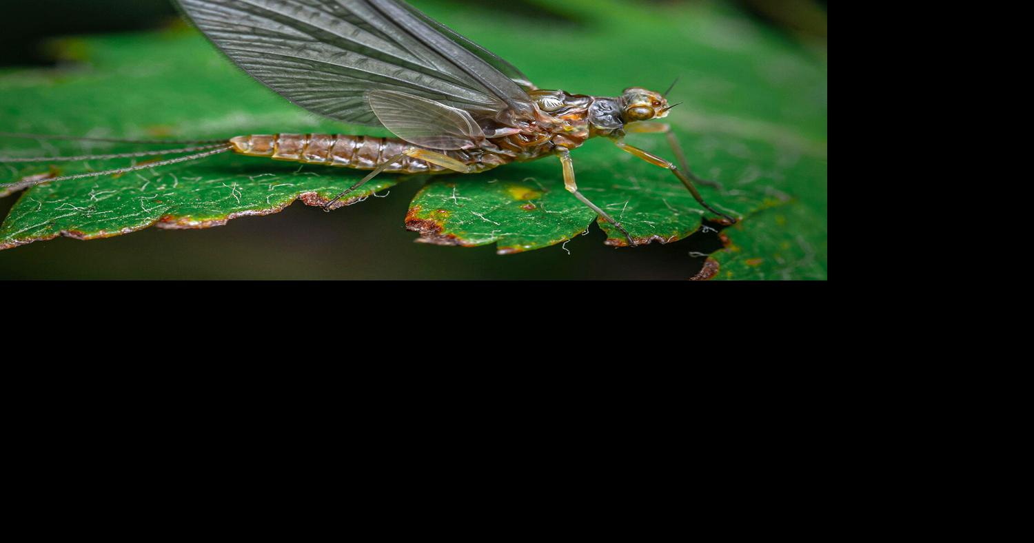 Fly control methods for cattle | Farm News | thesylvaherald.com