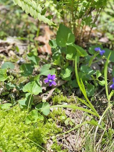 Violets should be welcome invaders | Farm News | thesylvaherald.com