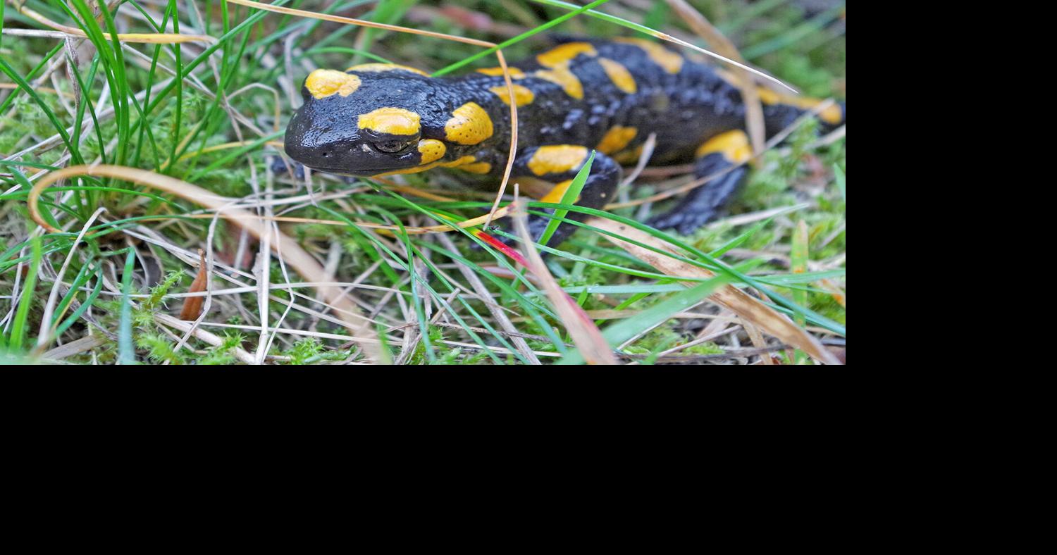 Our slice of mountains is a slice of heaven for a slew of salamanders ...