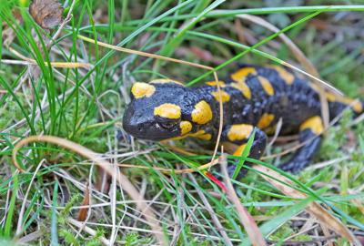 Our slice of mountains is a slice of heaven for a slew of salamanders ...