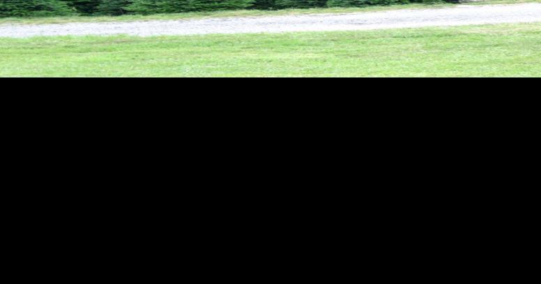 An in-depth look at the beloved Fraser Fir | Farm News | thesylvaherald.com