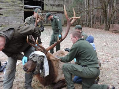 Grant to help Park keep track of elk herd | News | thesylvaherald.com