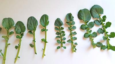 A nutritious shot of early spring mountain tradition | Commentary ...