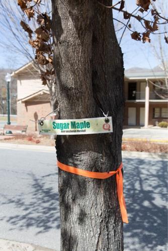 Town plans to cut maples lining Main Street’s west end | Top Stories ...