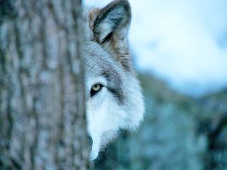 Did wolves here last long past their ‘extirpation’ date? | History ...