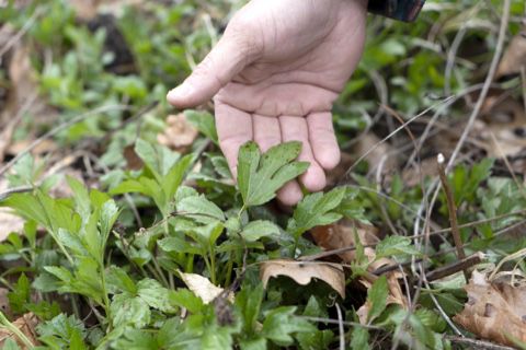 Park, tribe make history with harvest agreement | Top Stories ...