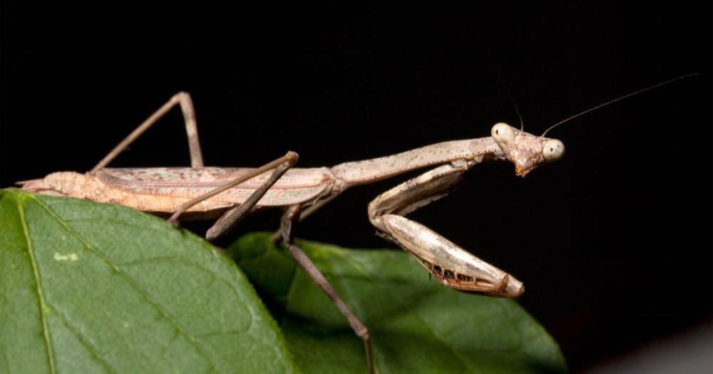 In The Woods: The lions of the garden: Mantises built for the kill ...